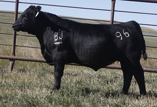Welcome to BJ Cattle Co | Purebred Black Angus Cattle